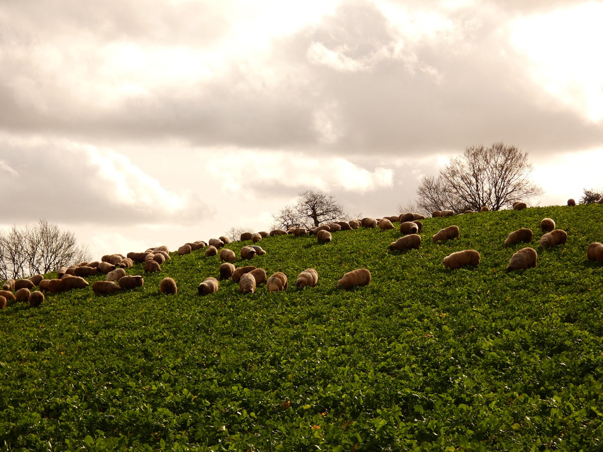 Easter Eats from Beacon Farms
