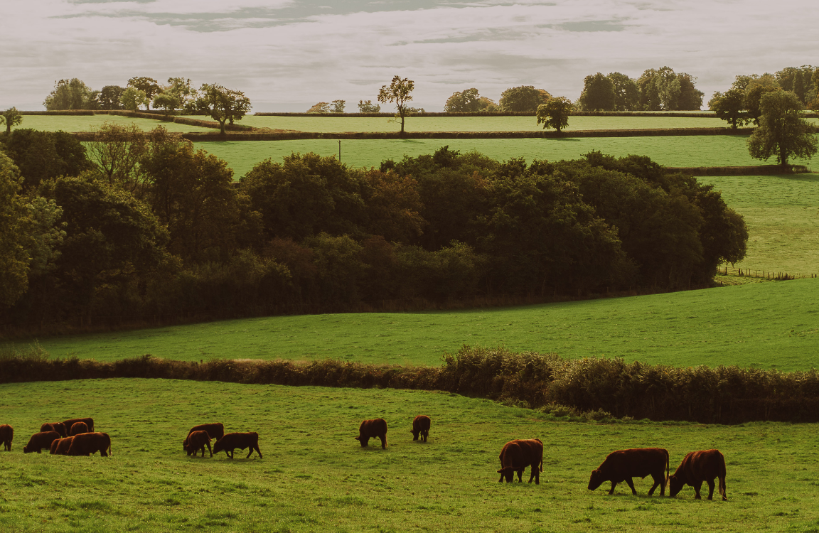 Beacon Farms | Real Food From The Source