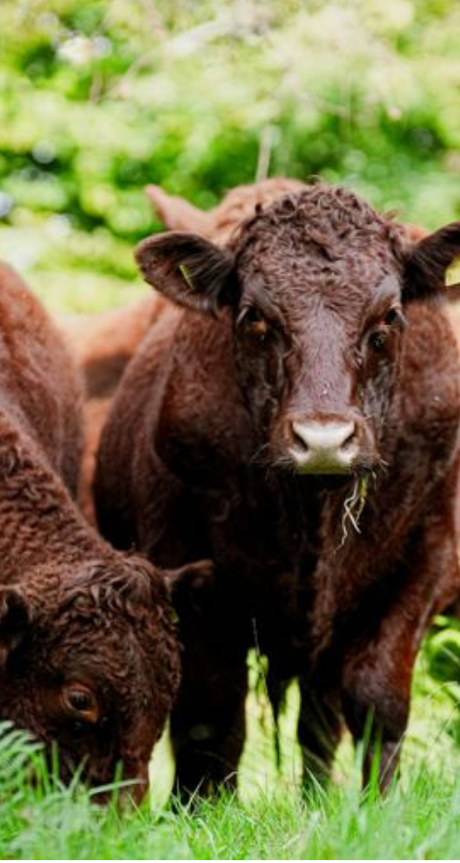 Beacon Farms | Real Food From The Source